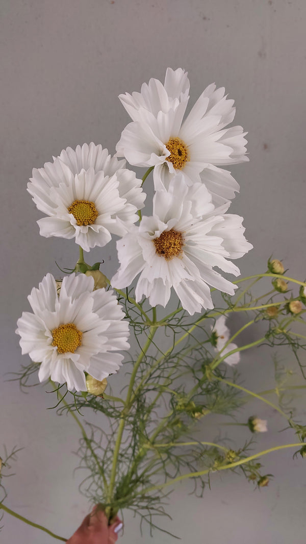 Cosmos Fizzy White – The Floral Mixologist