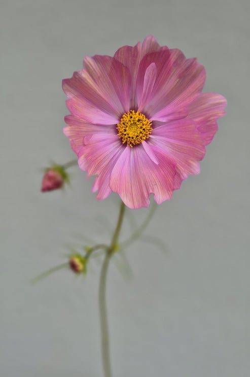 Cosmos Apricotta – The Floral Mixologist