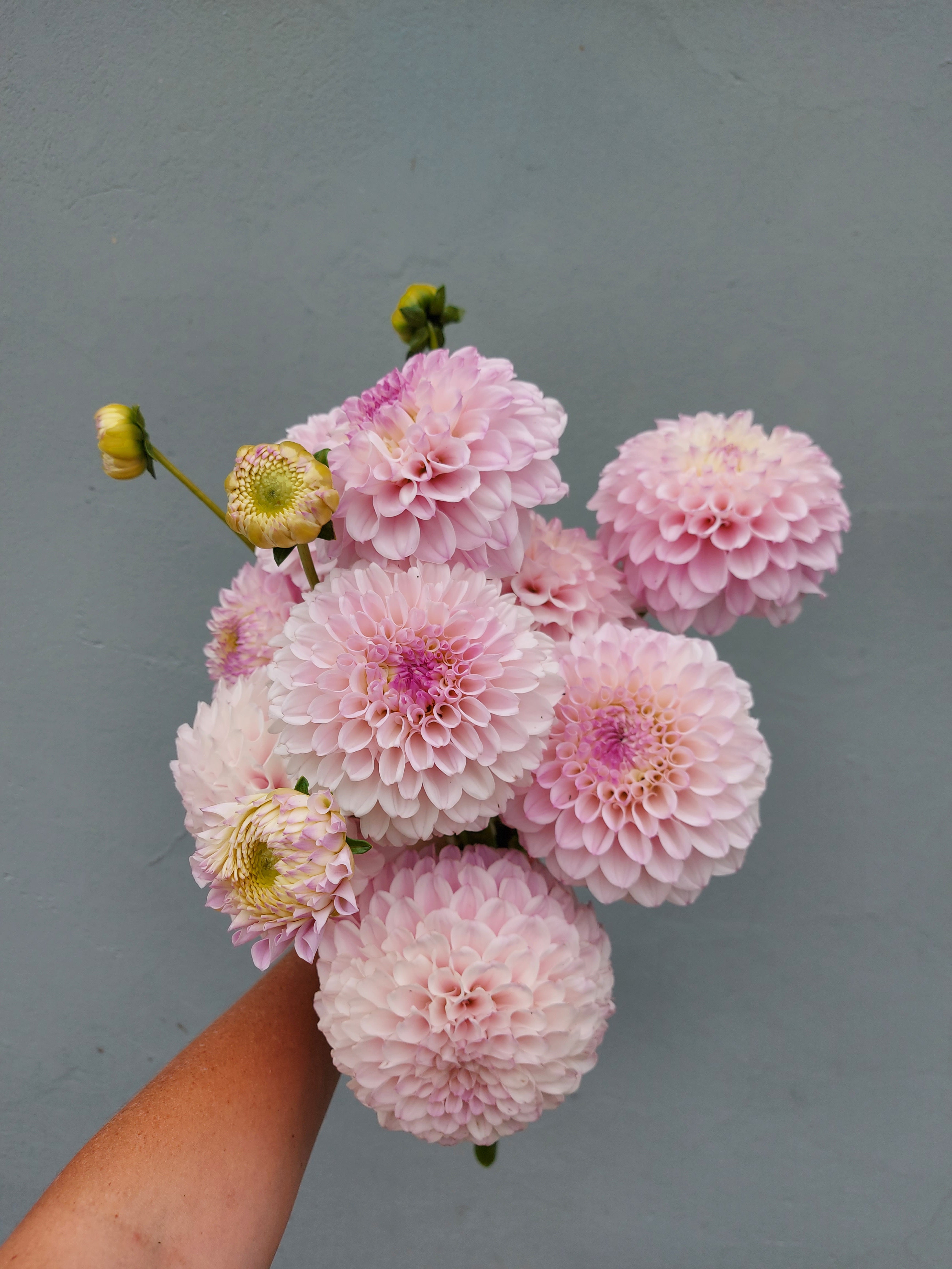 Dahlia “Pink Pearl” – The Floral Mixologist