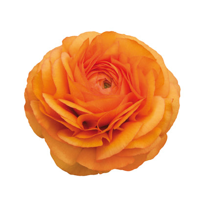Ranunculus Clementine – The Floral Mixologist