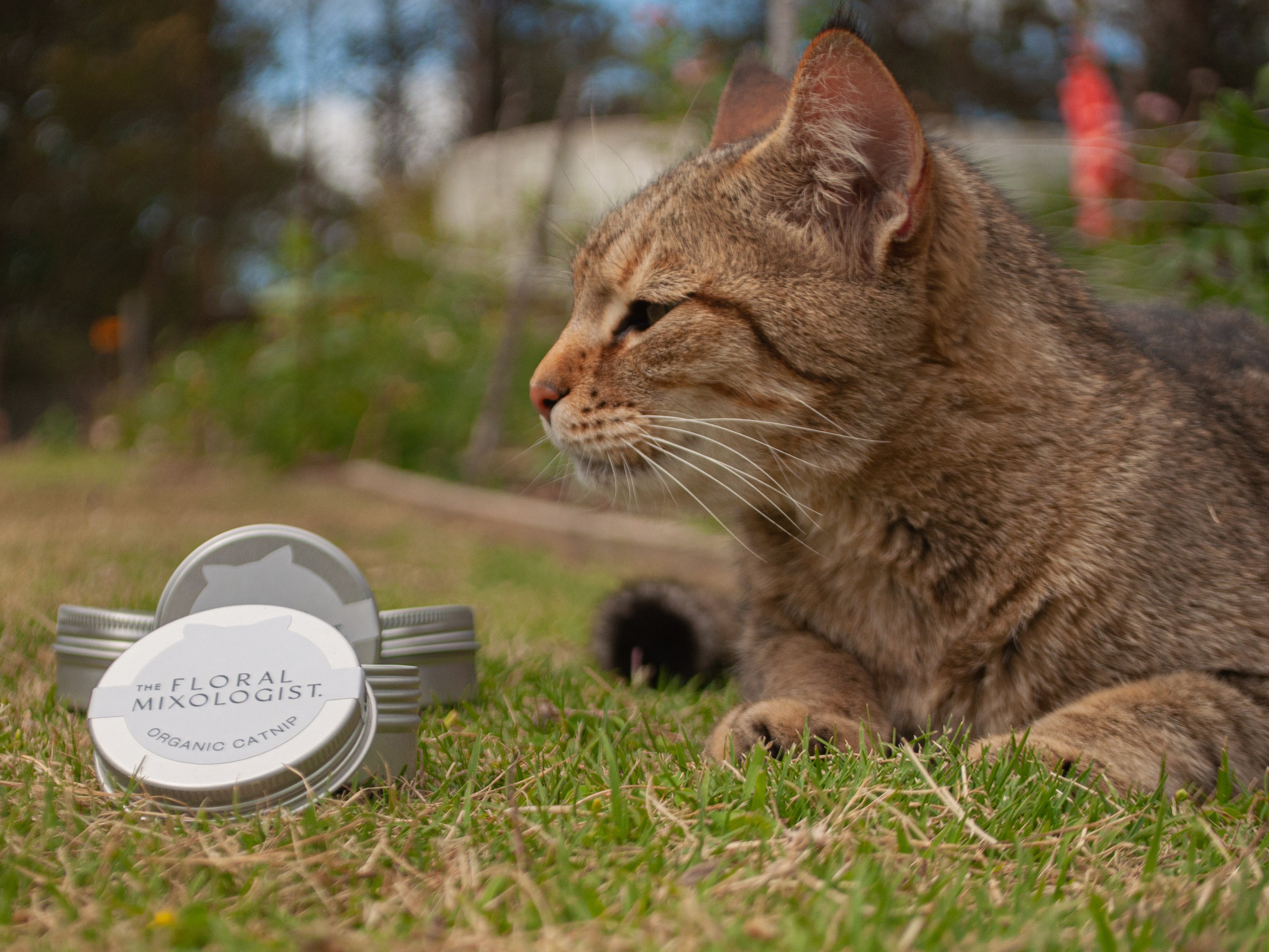 Organic Garden Catnip – The Floral Mixologist